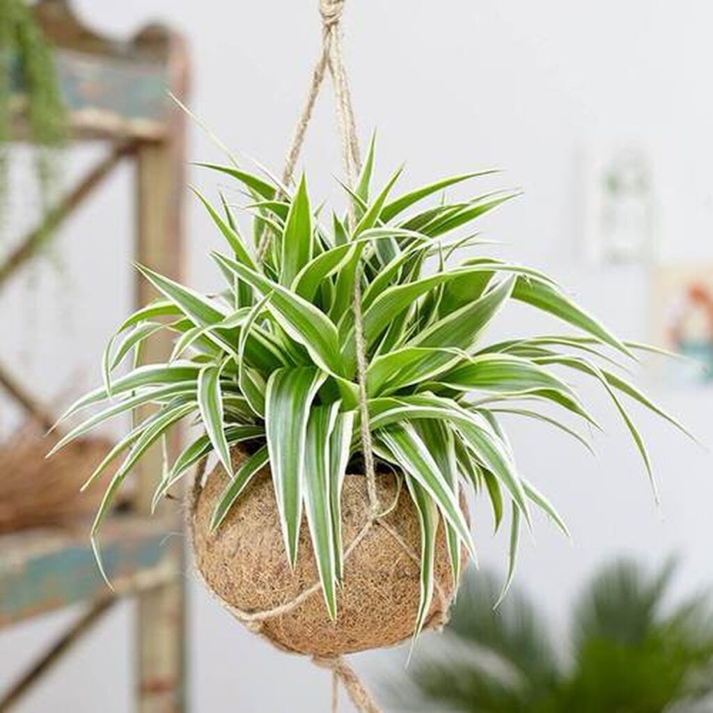 30 Gorgeous Trailing Foliage Plants for Hanging Baskets and Windowboxes