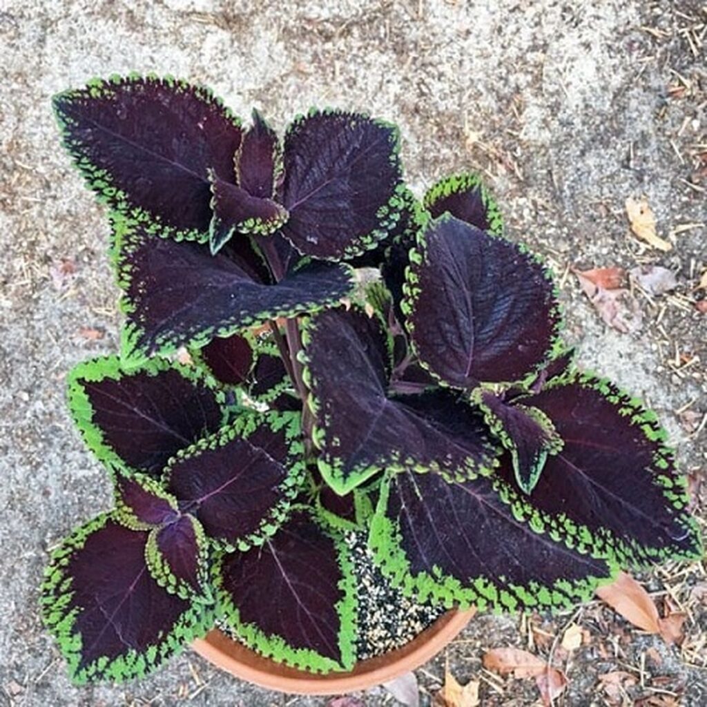 30 Gorgeous Coleus Varieties That Brighten Any Garden Space
