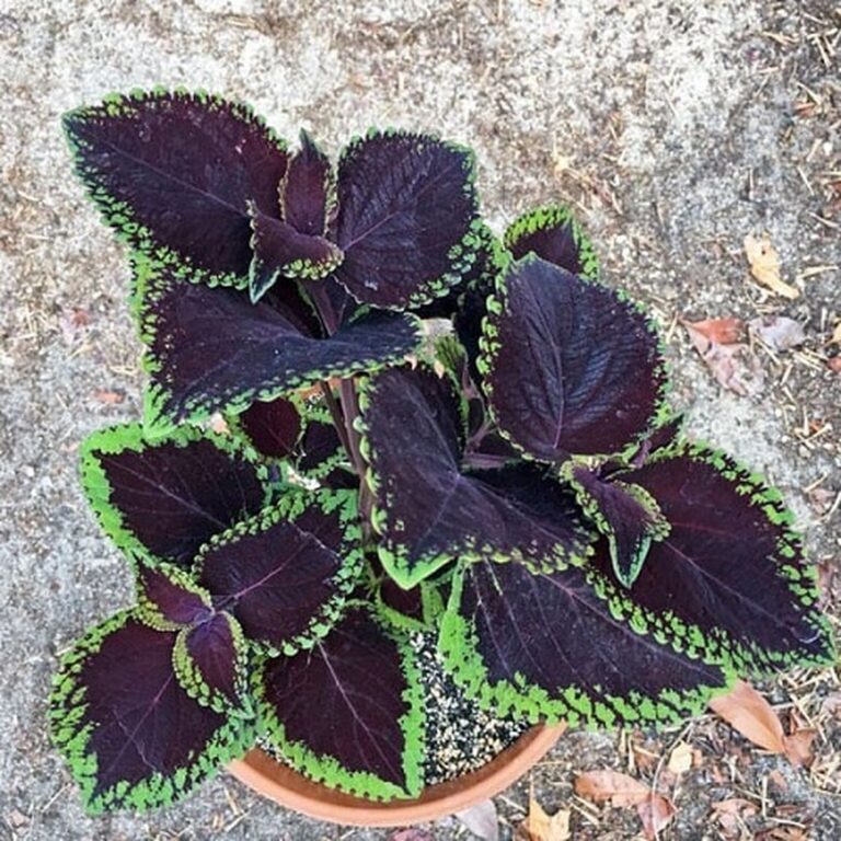 30 Gorgeous Coleus Varieties That Brighten Any Garden Space