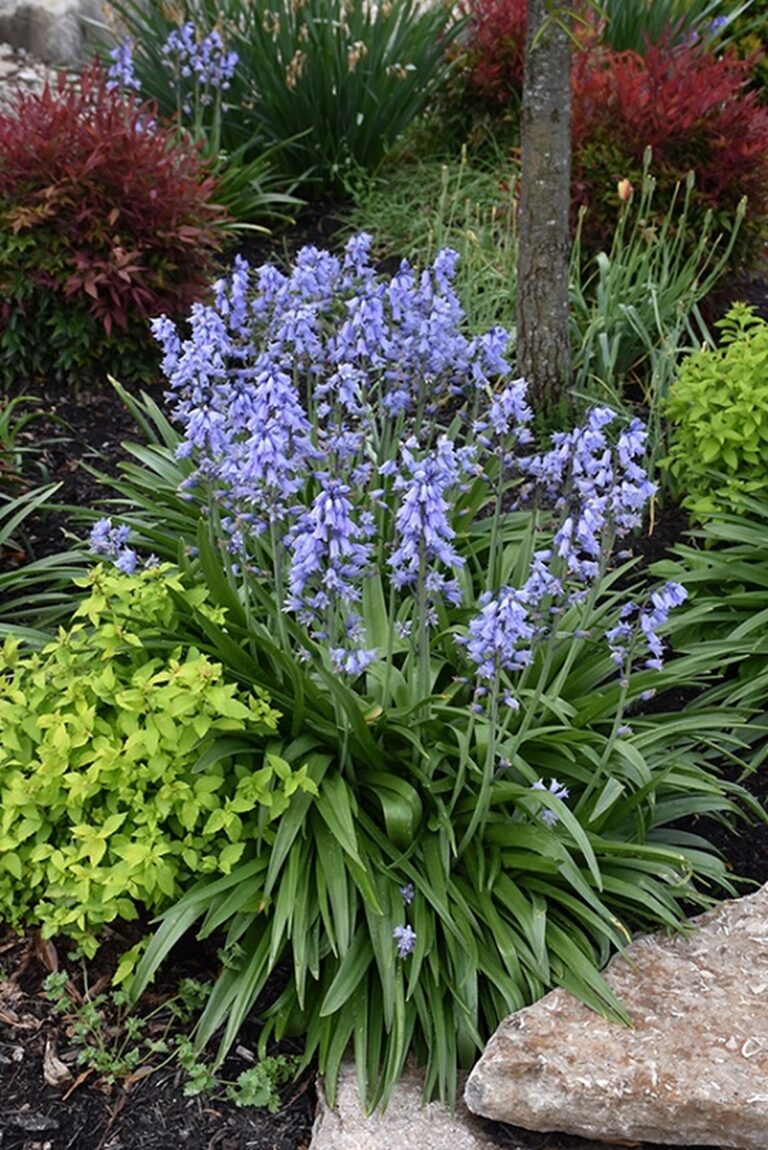16 Stunning Dark Blue Flowers to Enchant Your Garden
