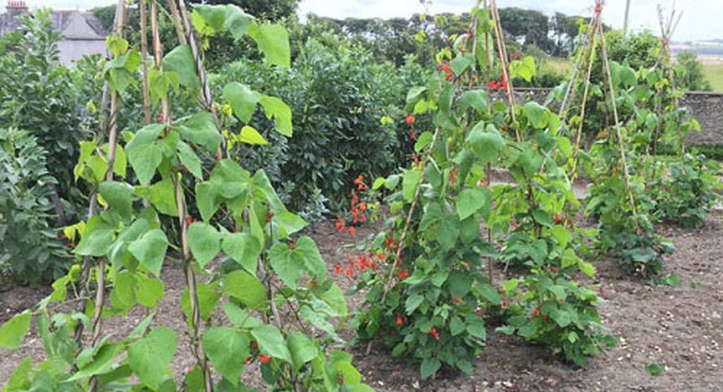 26 Simple and Creative DIY Bean Trellis Ideas for Your Garden