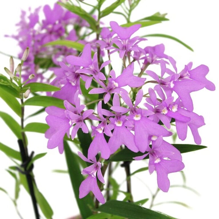 17 Stunning Purple Orchid Varieties That Will Take Your Breath Away