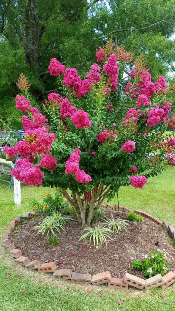 30 Stunning Landscaping Ideas with Crepe Myrtles to Transform Your Yard