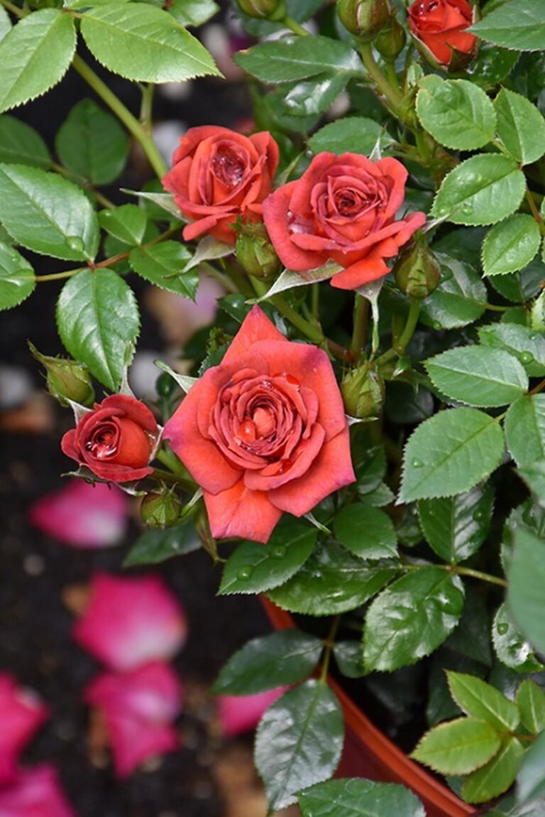 18 Enchanting Asian Flowers That Transform Any Garden