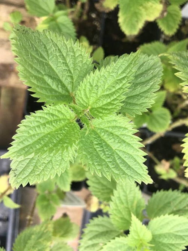 13 Surprising Plants That Look Just Like Mint But Aren't