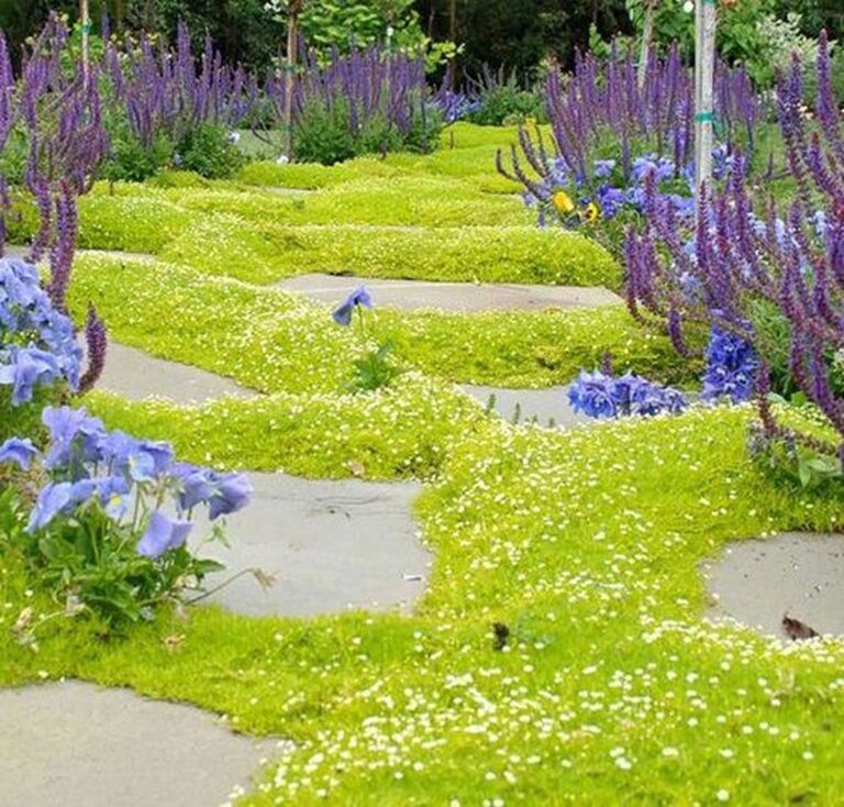 21 Beautiful Walkable Ground Covers for a Dreamy Garden