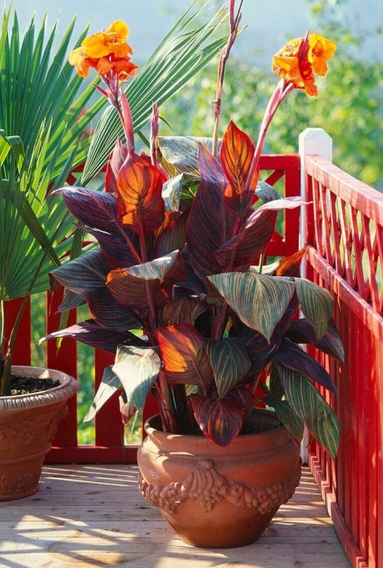 47 Stunning Flowers for Full Sun That Thrive in Blazing Heat