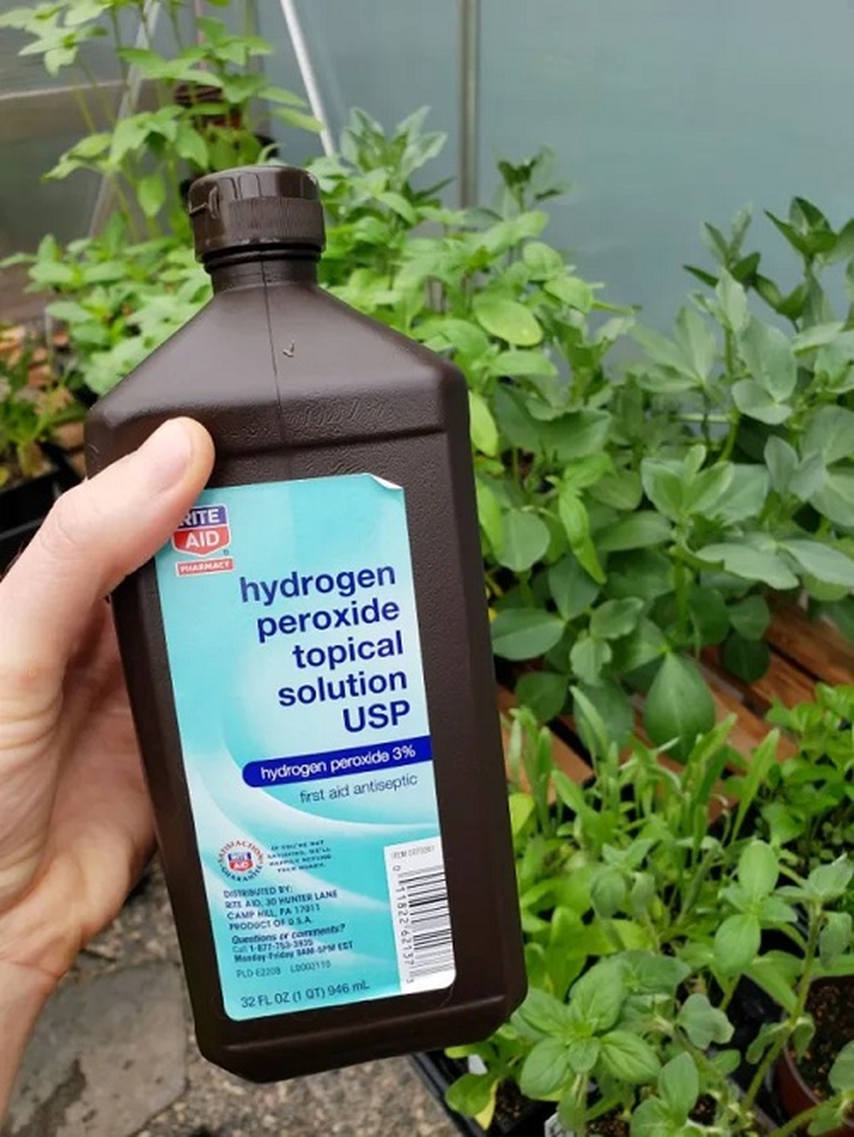 9 Effective Ways to Get Rid of Powdery Mildew Quickly