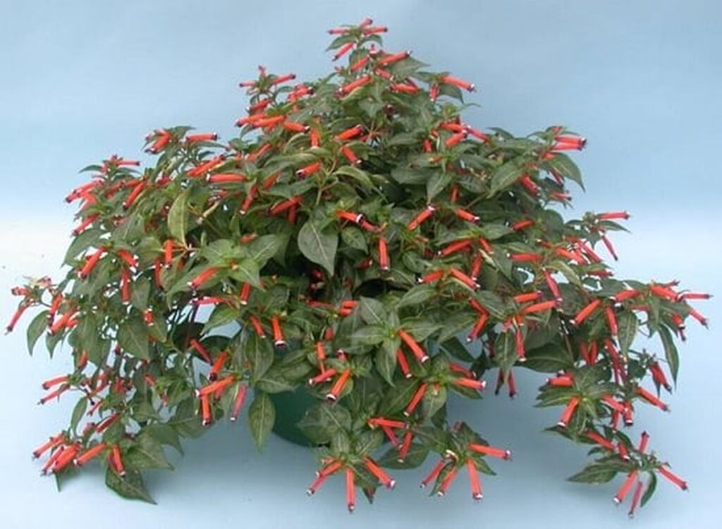 17 Stunning Red Plants in Florida with Pictures to Inspire You