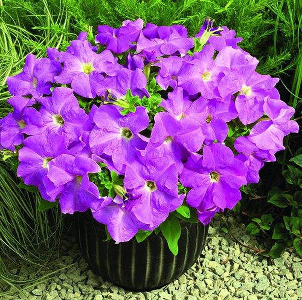 40 Stunning Types of Petunias That Brighten Any Garden