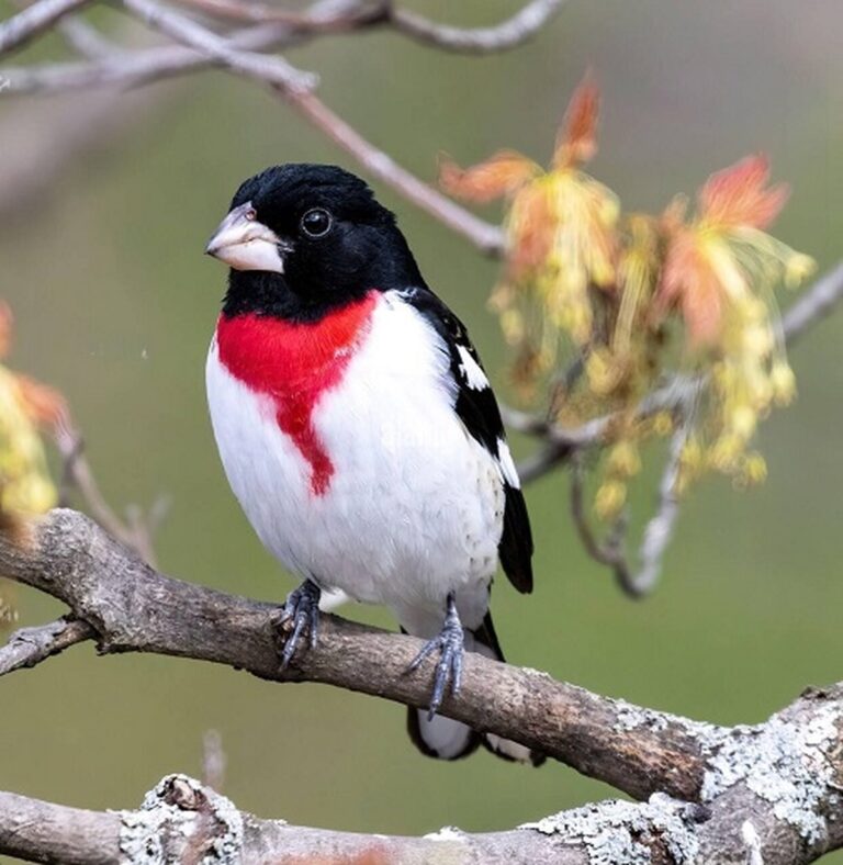 33 Stunning Birds with Red Chest That Brighten Any Garden