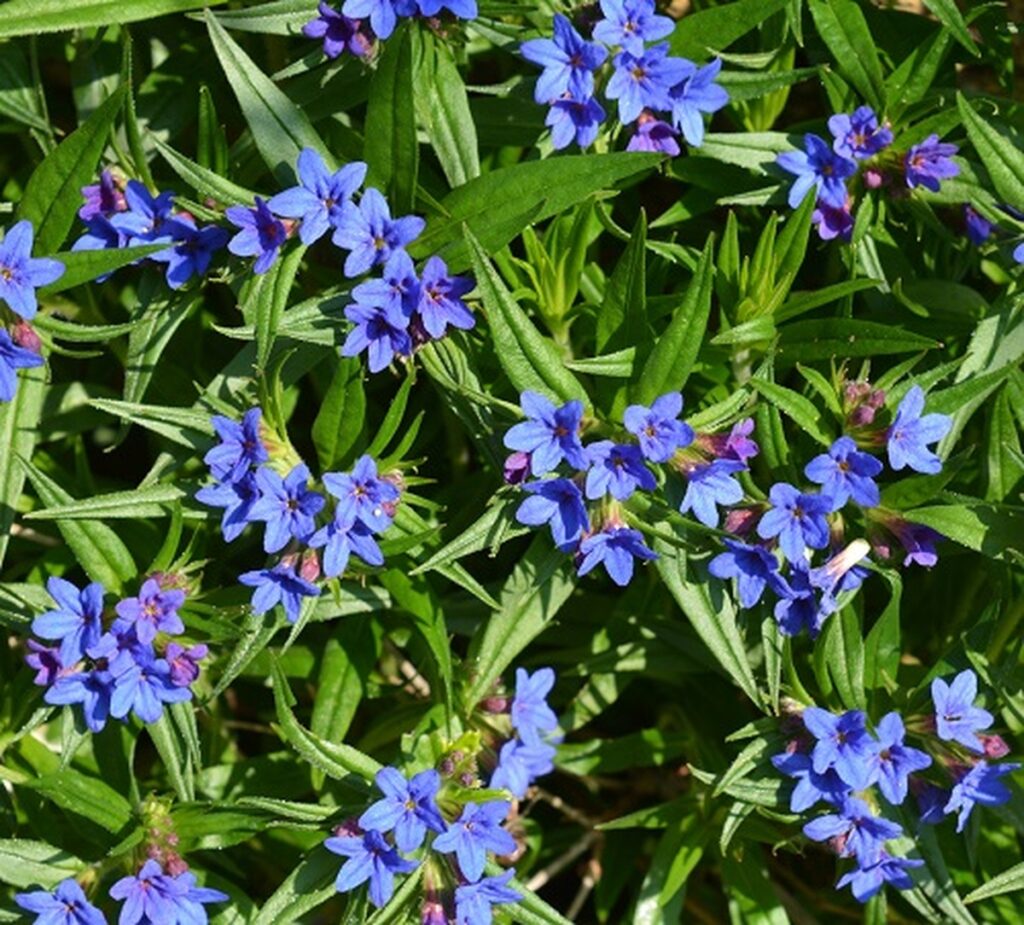 17 Stunning Navy Blue Flowers to Brighten Your Garden