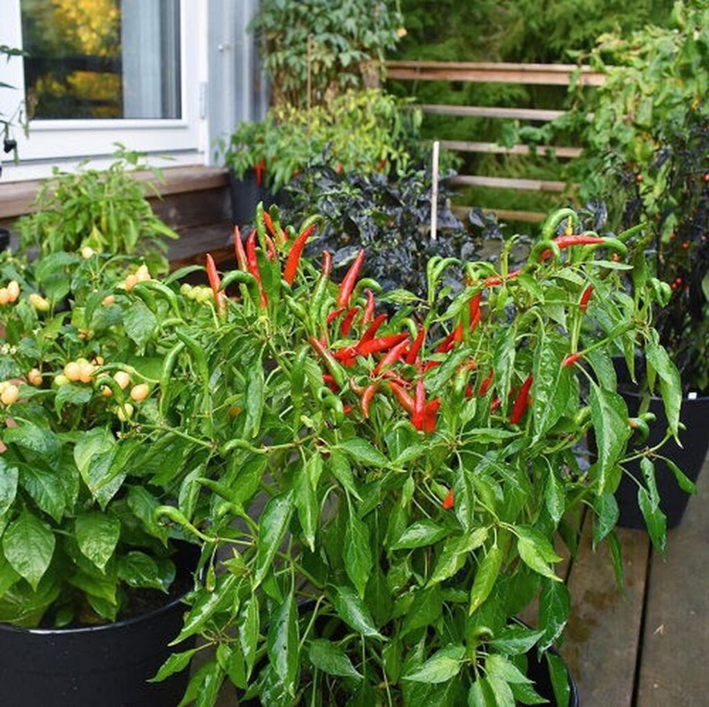 20 Stunning Peppers That Grow Upwards for Garden Magic