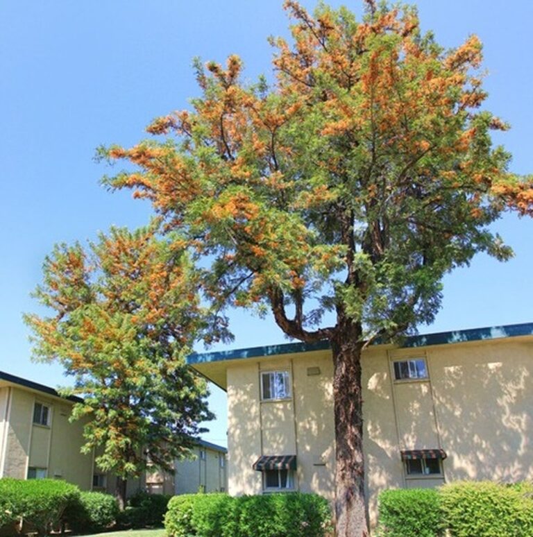 43 Must-Known Trees That Start With S
