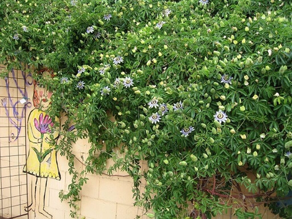 21 Stunning Fast Growing Creepers and Vines for Your Garden