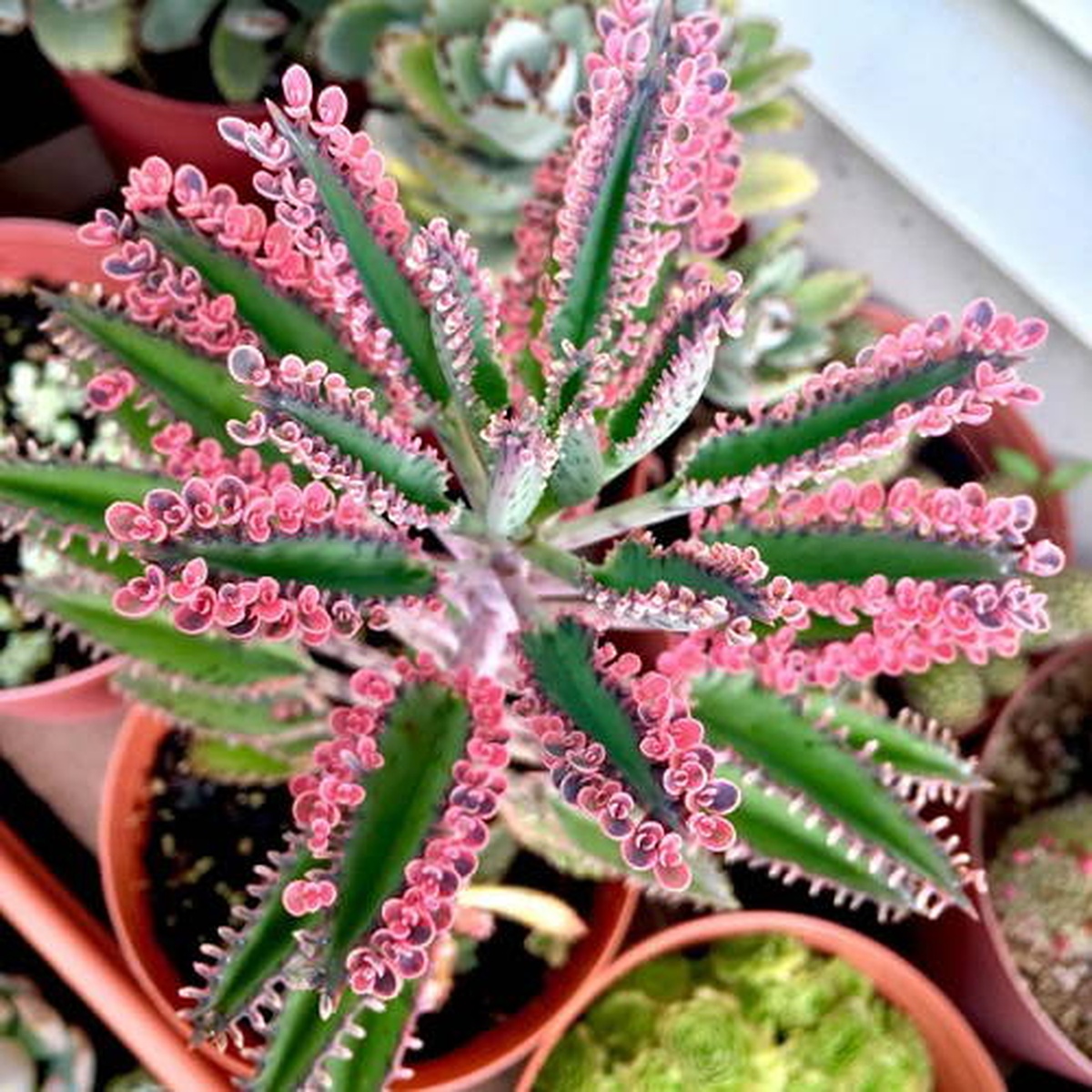 9 Stunning Mother of Thousands Varieties to Brighten Your Home