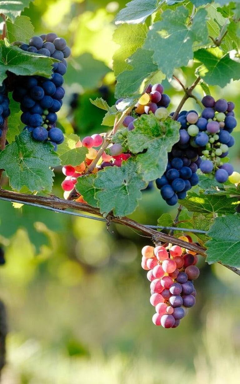 25 Amazing Drought Tolerant Fruit Trees for Easy Growing