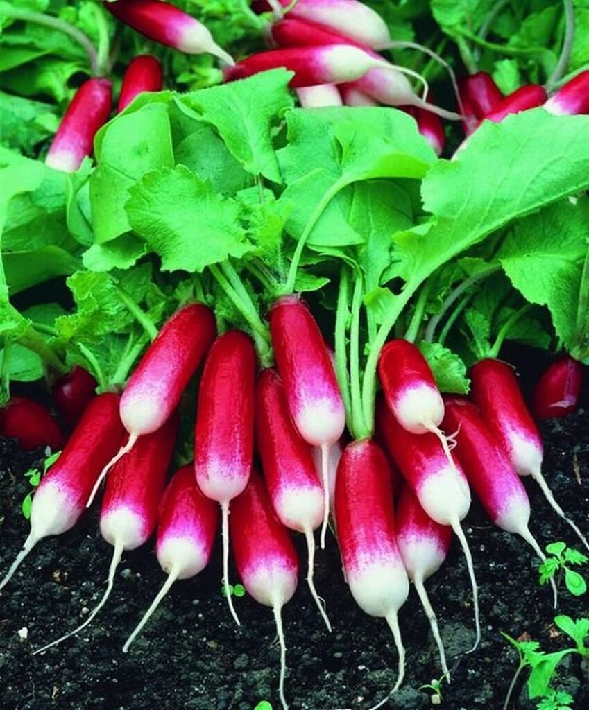 40 Exciting Radish Varieties Perfect for Your Container or Garden