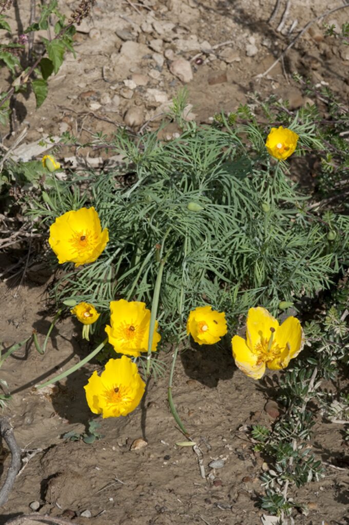 32 Stunning Mexican Flowers for Any Garden