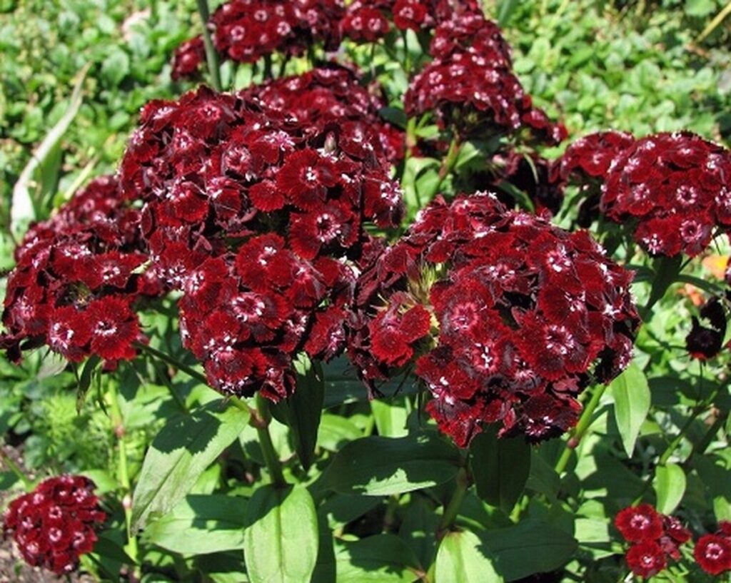 20 Enchanting Maroon Flowers That Beautify Any Garden
