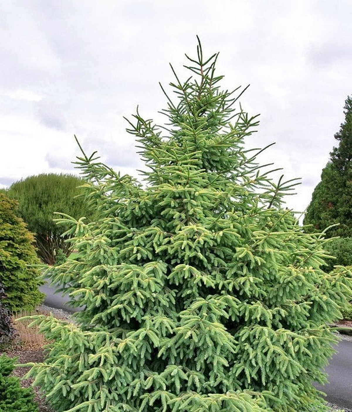13 Beautiful Types of Spruce Trees to Brighten Your Landscape