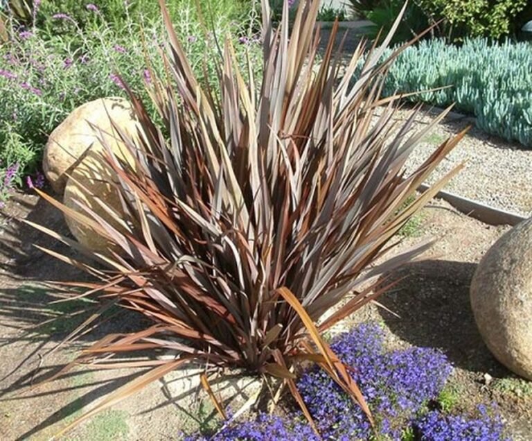 18 Stunning New Zealand Flax Varieties That Brighten Any Garden