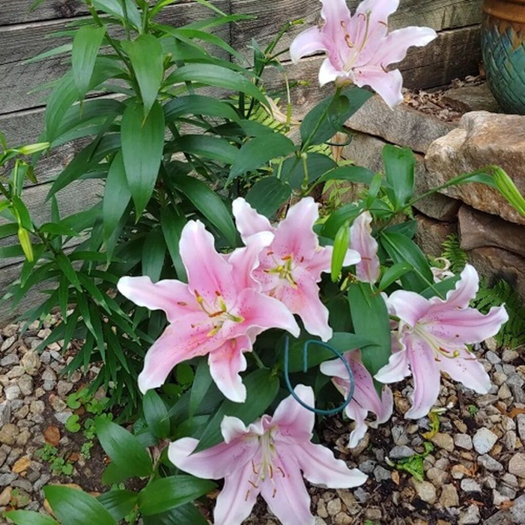 22 Beautiful Greek Flowers to Brighten Your Garden Today