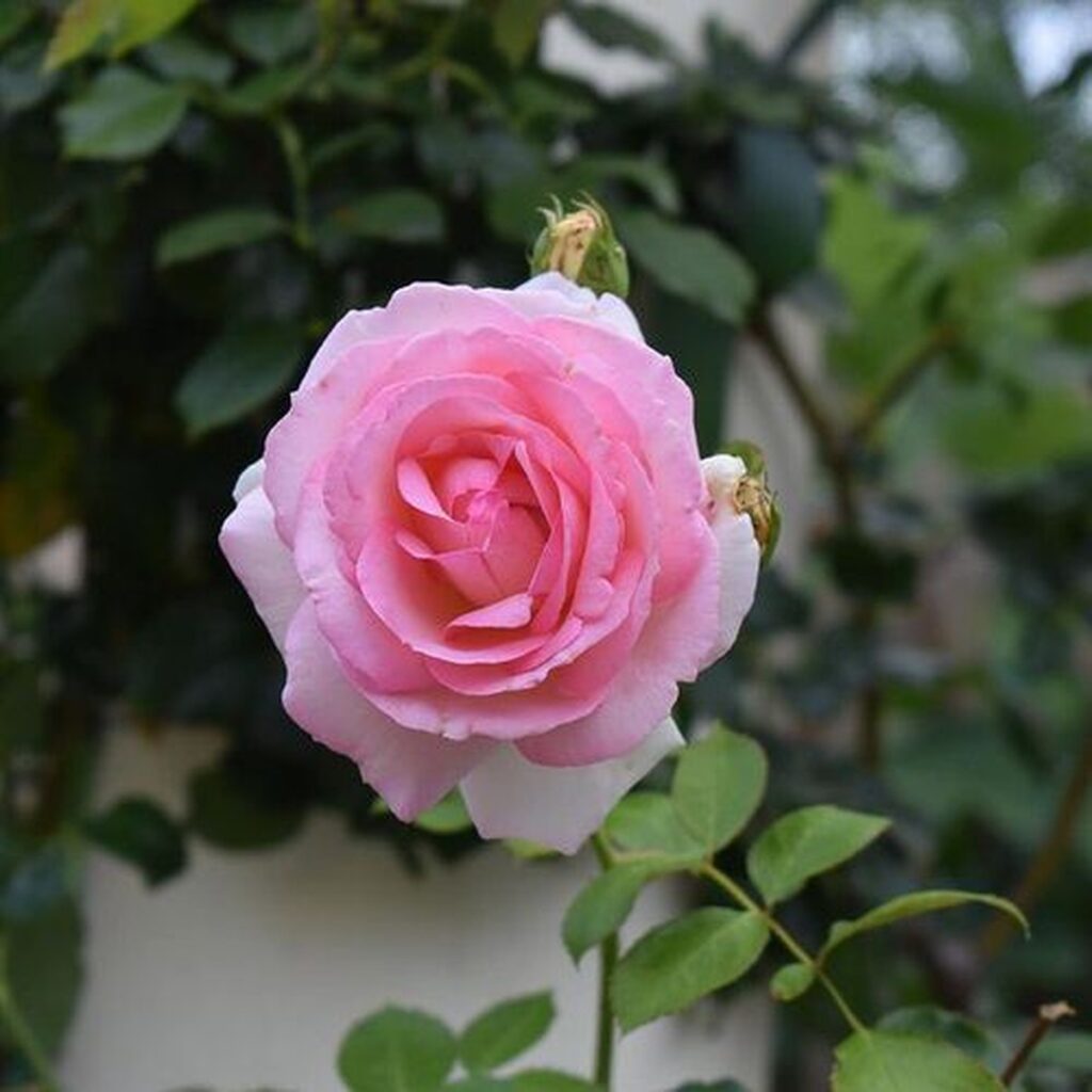 26 Beautiful Shade Tolerant Roses for Your Garden Hideaway