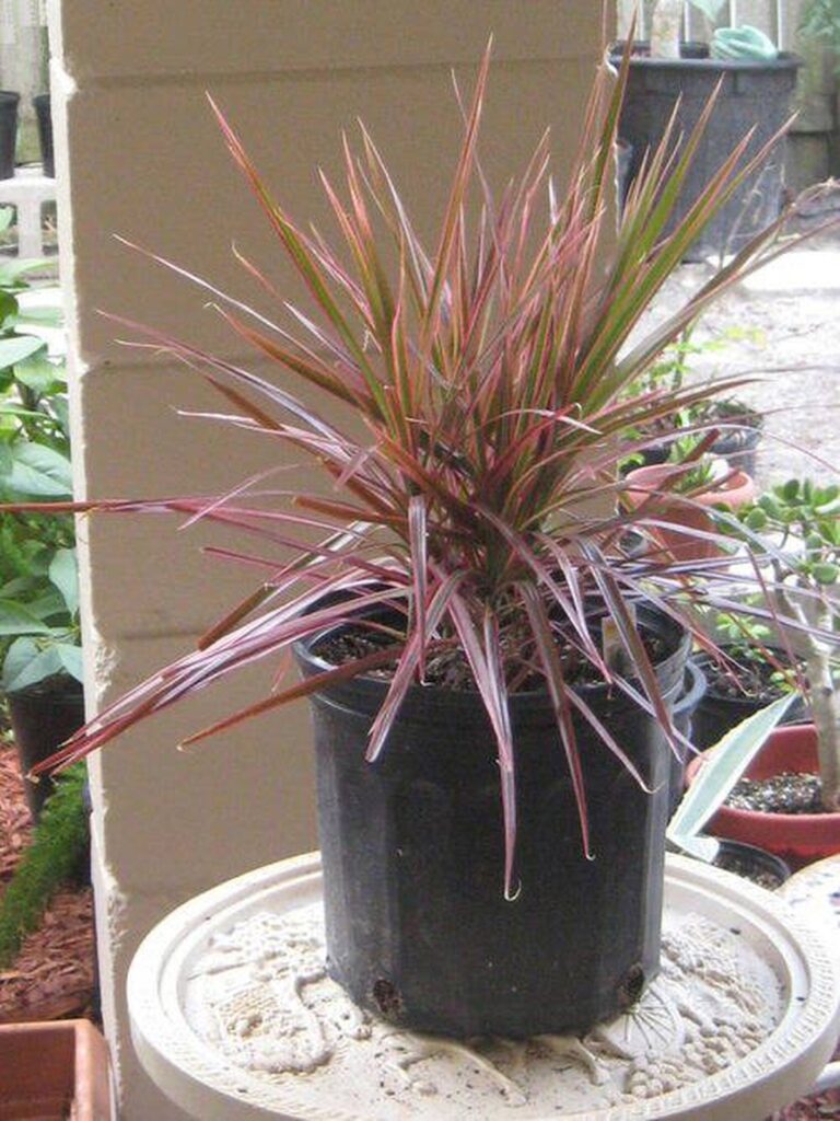 15 Vivid Red Tropical Plants for Indoor and Outdoor Appeal