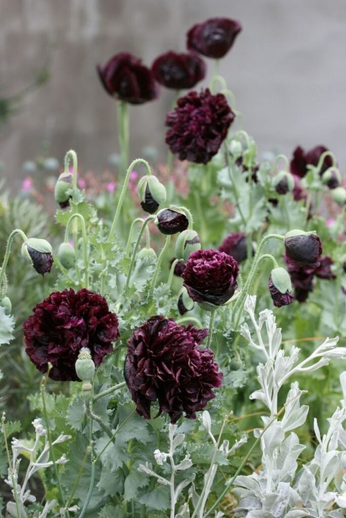 56 Stunning Black Flowers and Plants for a Dramatic Garden