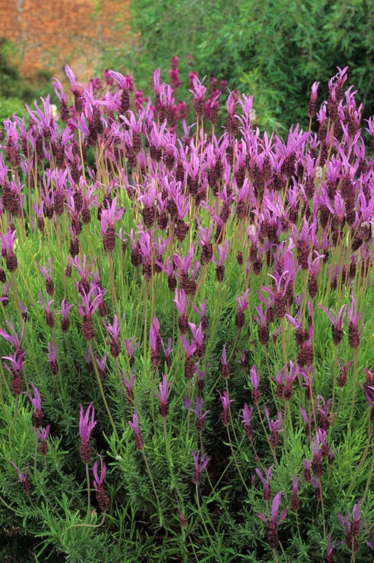 12 Stunning Lavender Perennials That Bloom Year After Year