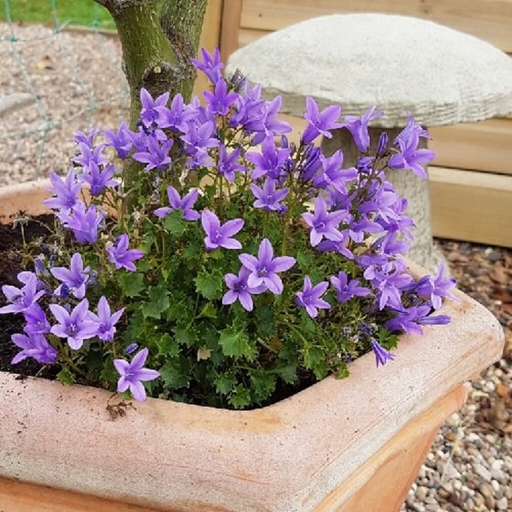 36 Gorgeous Violet Flowers to Brighten Your Garden Today