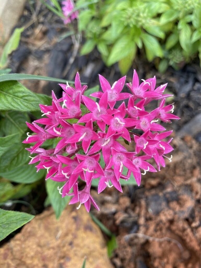 19 Amazing Flowers with 5 Petals That Brighten Any Garden