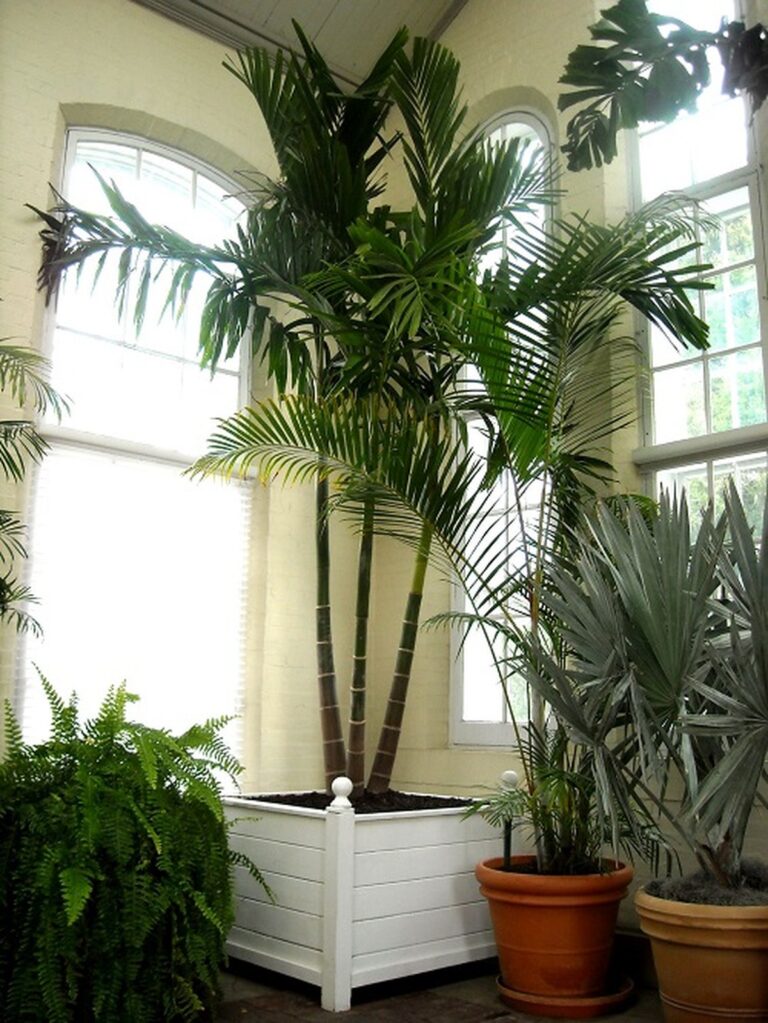 13 Gorgeous Indoor Trees Safe For Cats That Won't Harm Your Pet