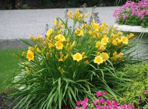 50 Stunning Yellow Perennial Flowers to Brighten Your Garden