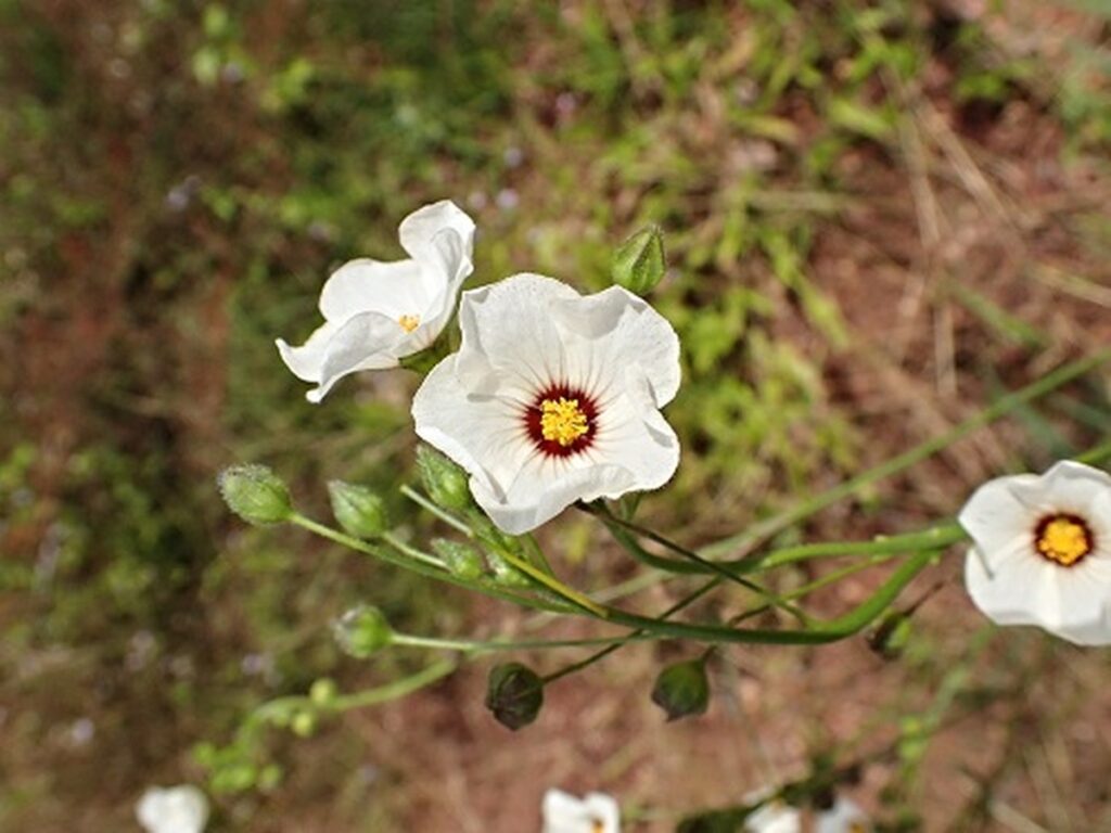 42 White Hawaiian Flowers That Take Your Breath Away