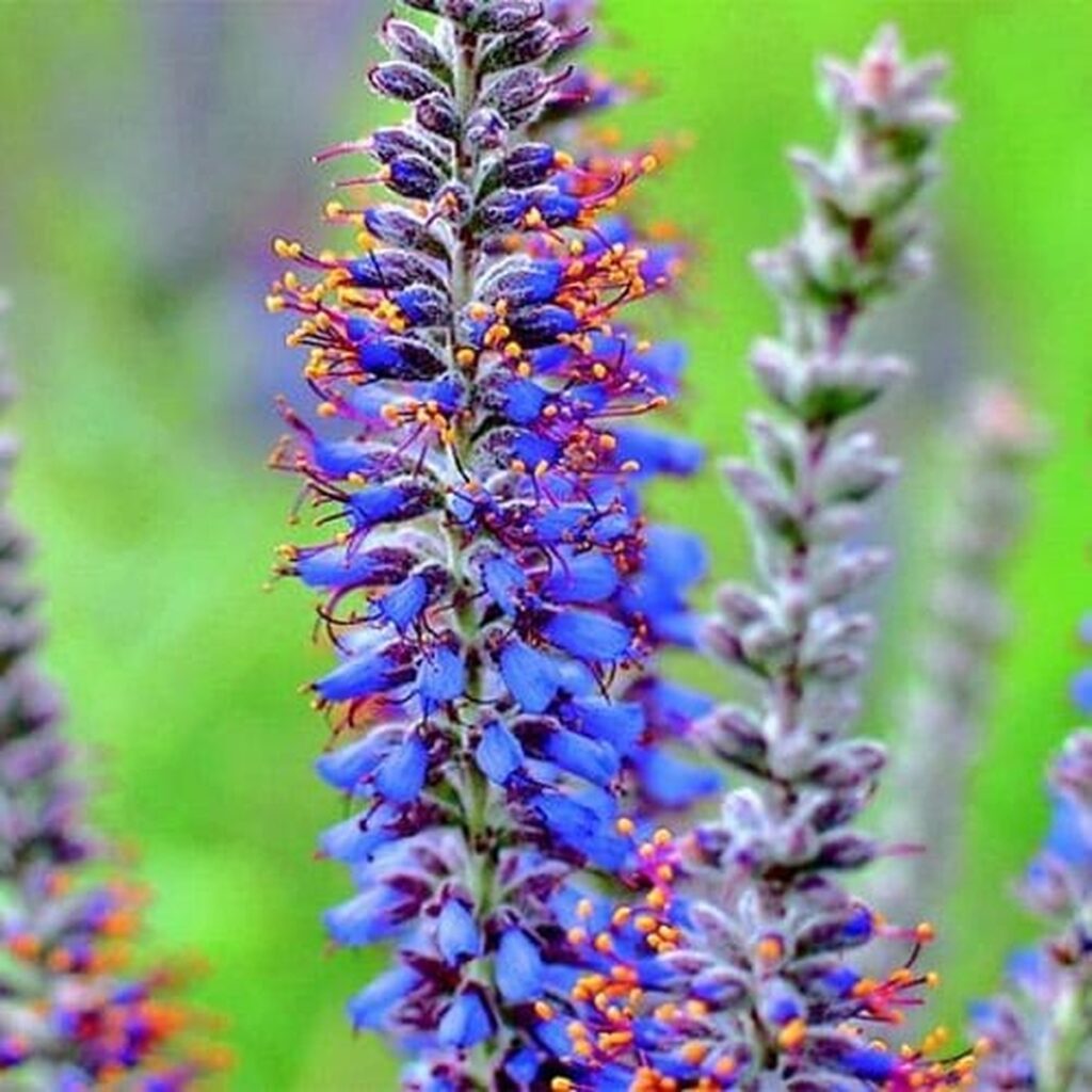 36 Stunning Blue Flowers That Thrive Beautifully in Containers