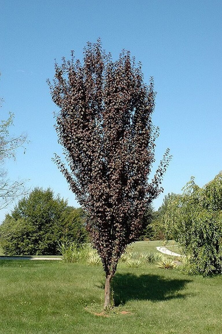 28 Stunning Tall Skinny Trees for Your Perfect Garden Oasis