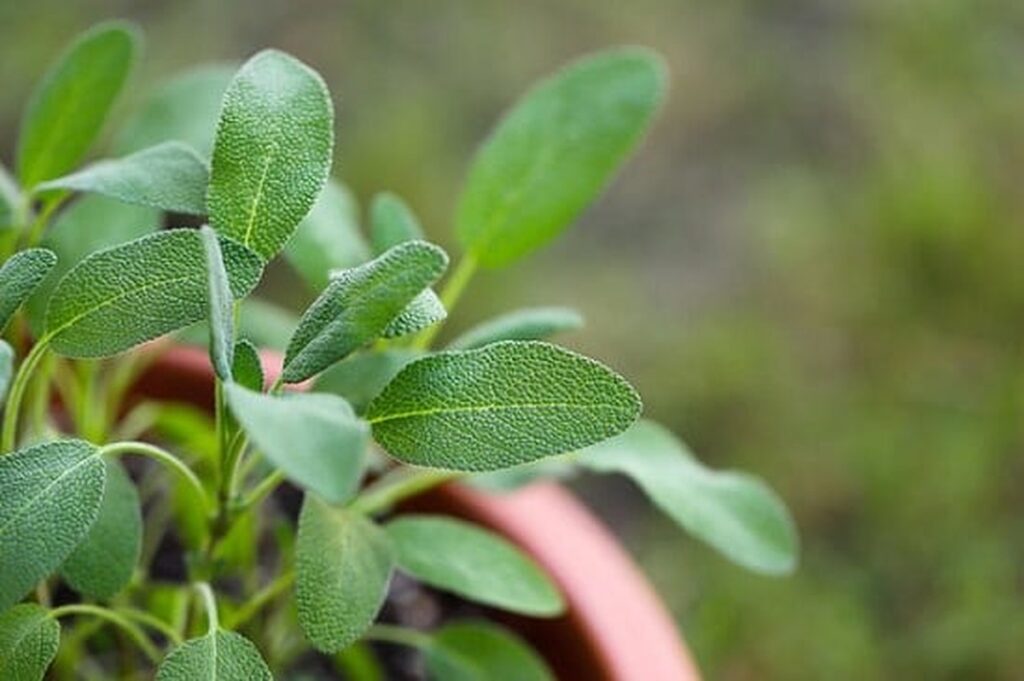 18 Beautiful Sacred Plants That Inspire Wonder Worldwide