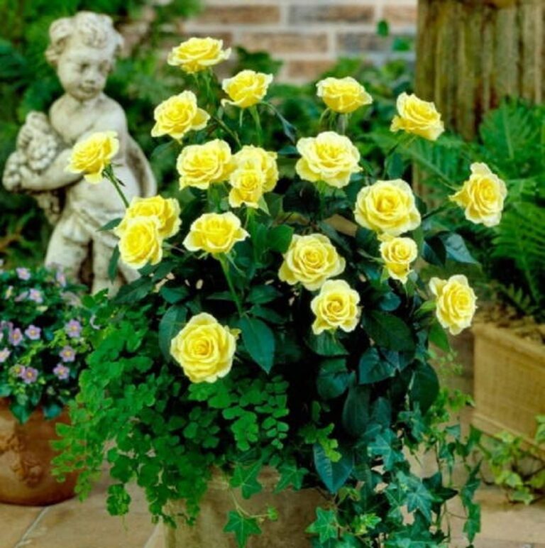 17 Stunning Types of Roses: Discover Nature's Best Varieties