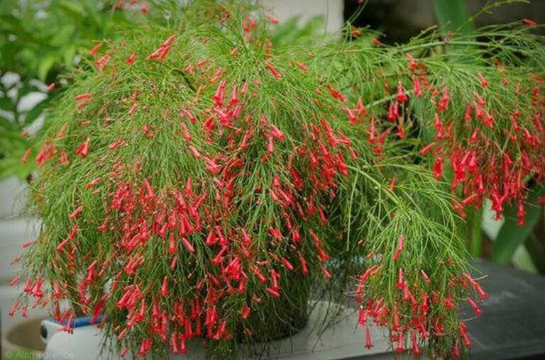 17 Stunning Red Plants in Florida with Pictures to Inspire You