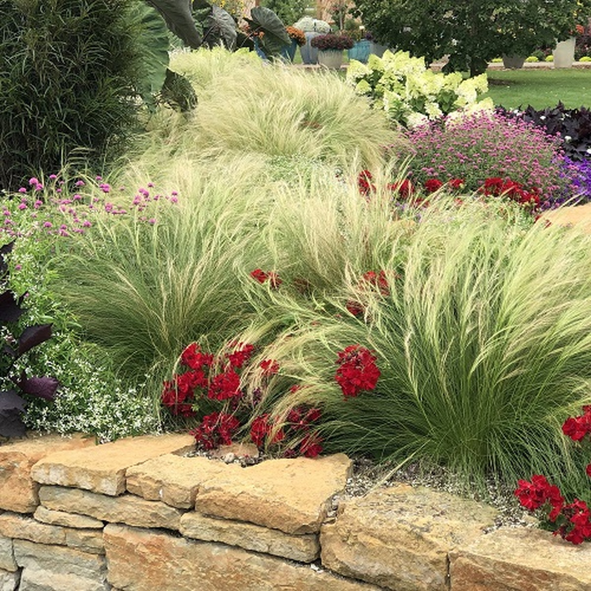 11 Ideal Grasses that Flower for Gardens