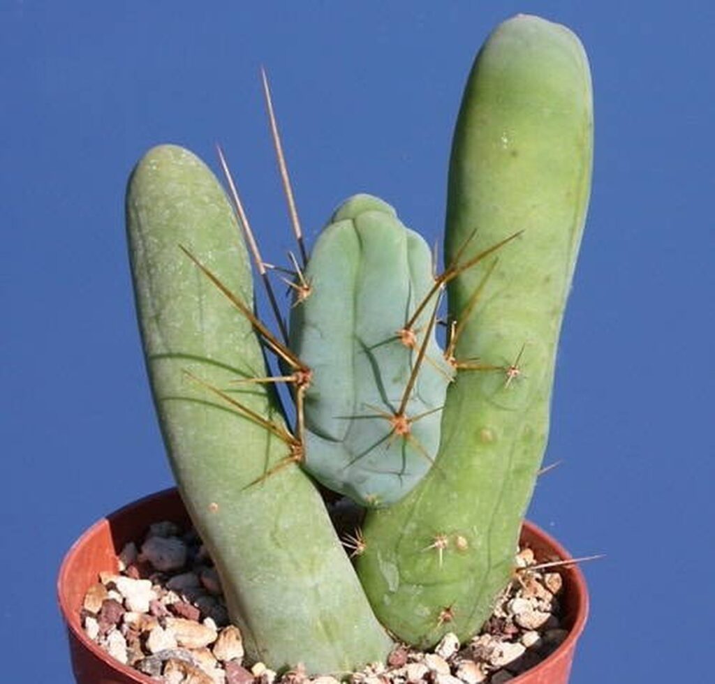 24 Bizarre Plants That Look Strangely Funny in Nature
