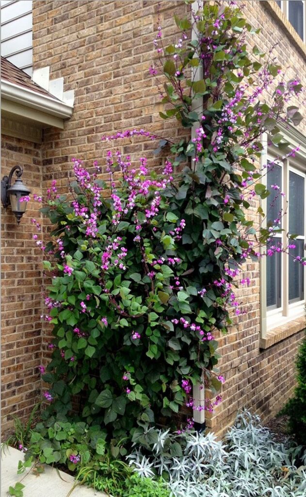 53 Gorgeous Flowering Vines and Climbers for Garden & Containers