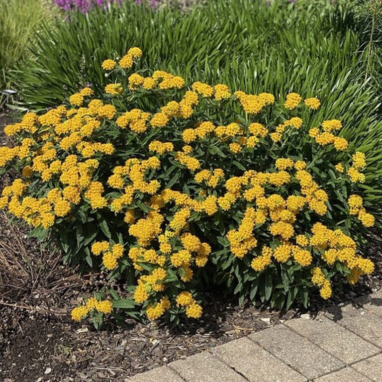 50 Amazing Drought Tolerant Plants That Thrive In Dry Conditions