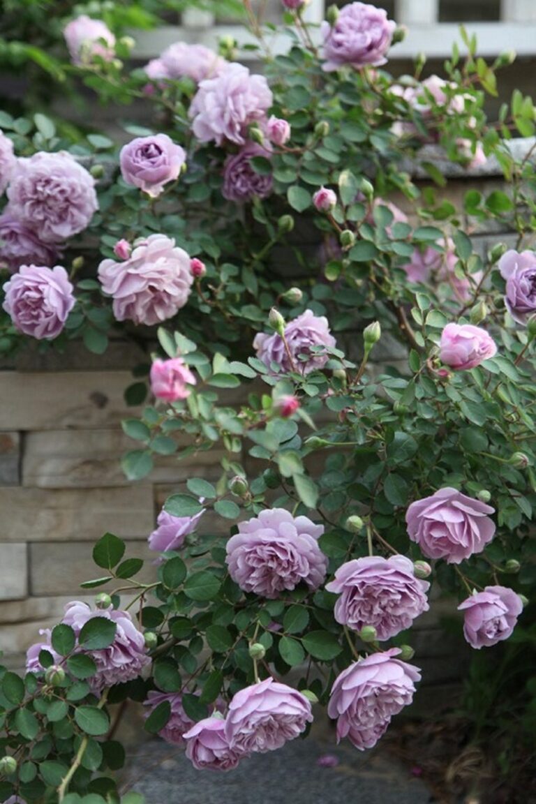 13 Stunning Blue Rose Varieties: Find Your Perfect Blooming Beauty