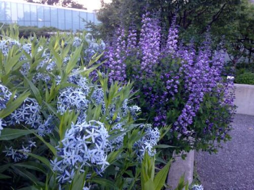 26 Beautiful Perennial Combinations That Transform Gardens