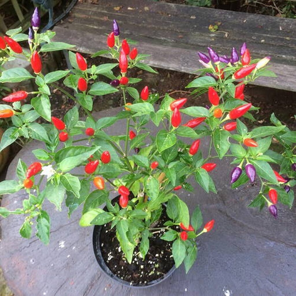 20 Stunning Peppers That Grow Upwards for Garden Magic