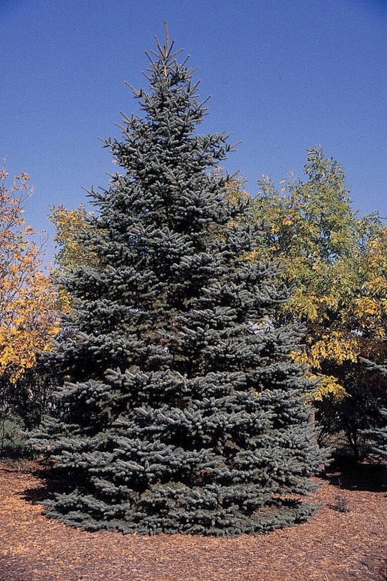 13 Beautiful Types of Spruce Trees to Brighten Your Landscape