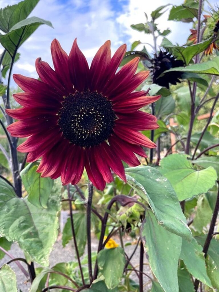 7 Stunning Purple Sunflowers That Brighten Any Garden